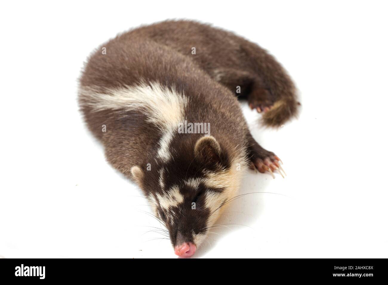The Javan ferret-badger (Melogale orientalis) is a mustelid endemic to ...