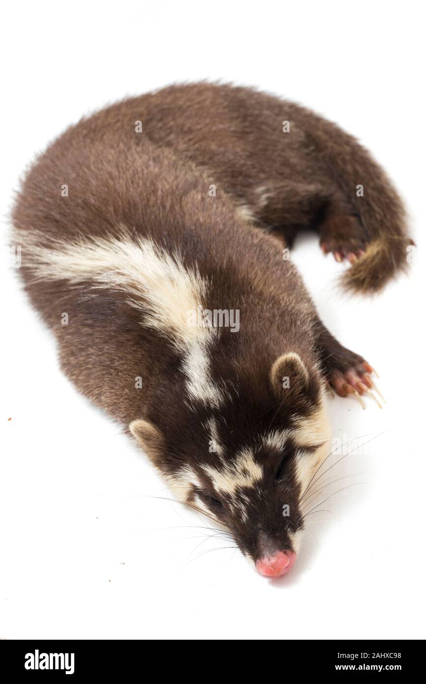 Melogale hi-res stock photography and images - Alamy