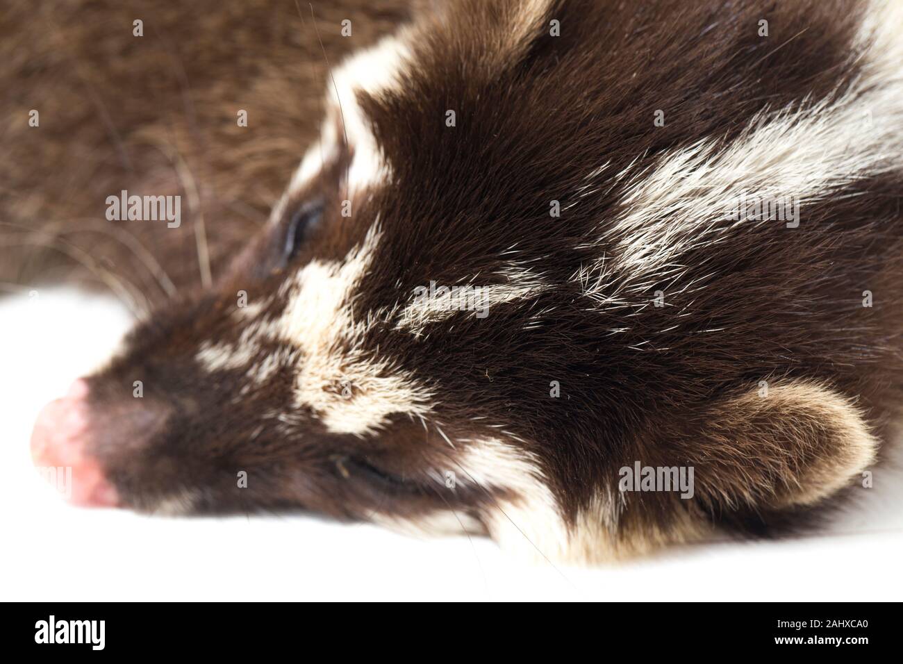 The Javan ferret-badger (Melogale orientalis) is a mustelid endemic to ...