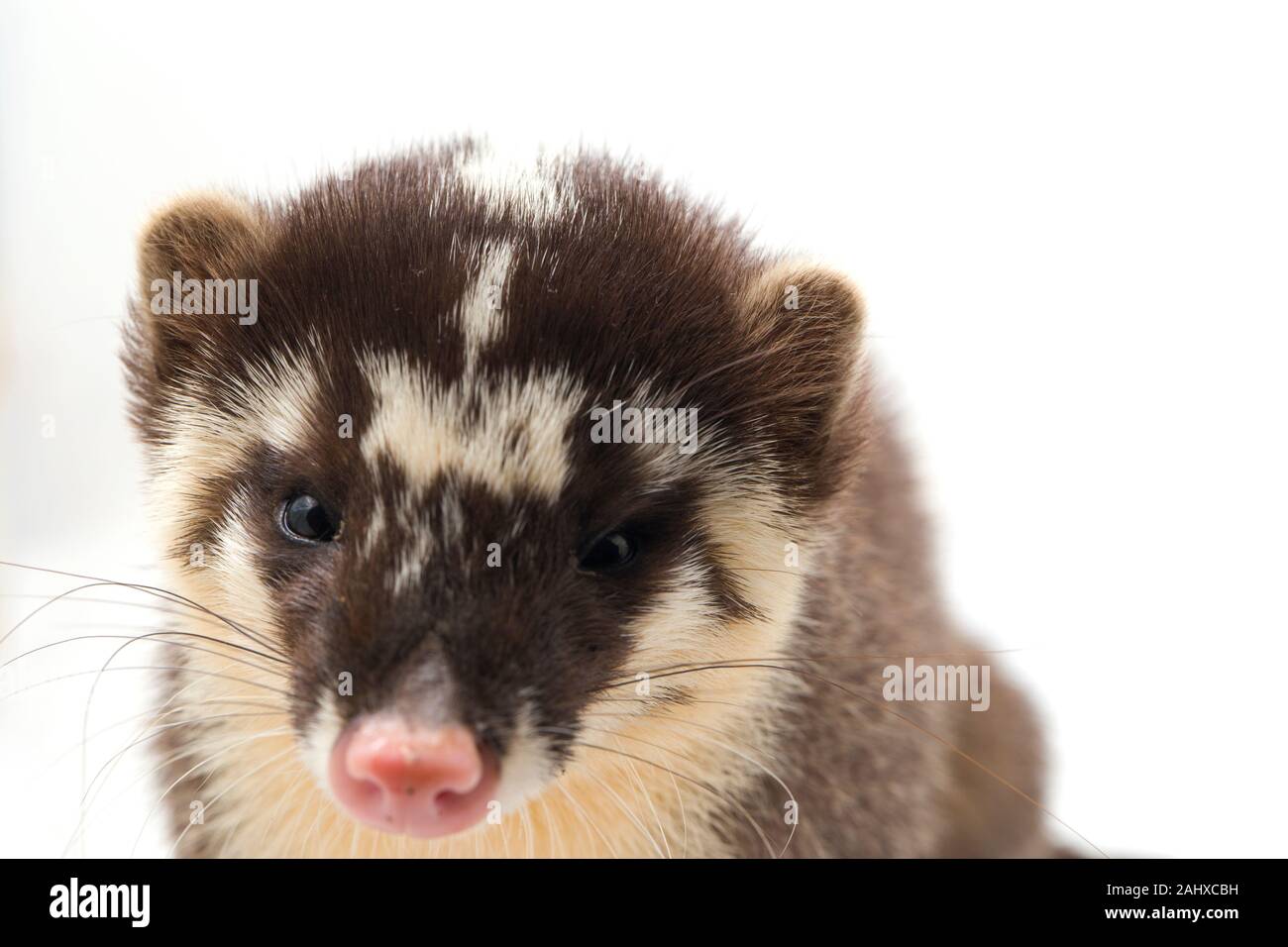 The Javan ferret-badger (Melogale orientalis) is a mustelid endemic to ...