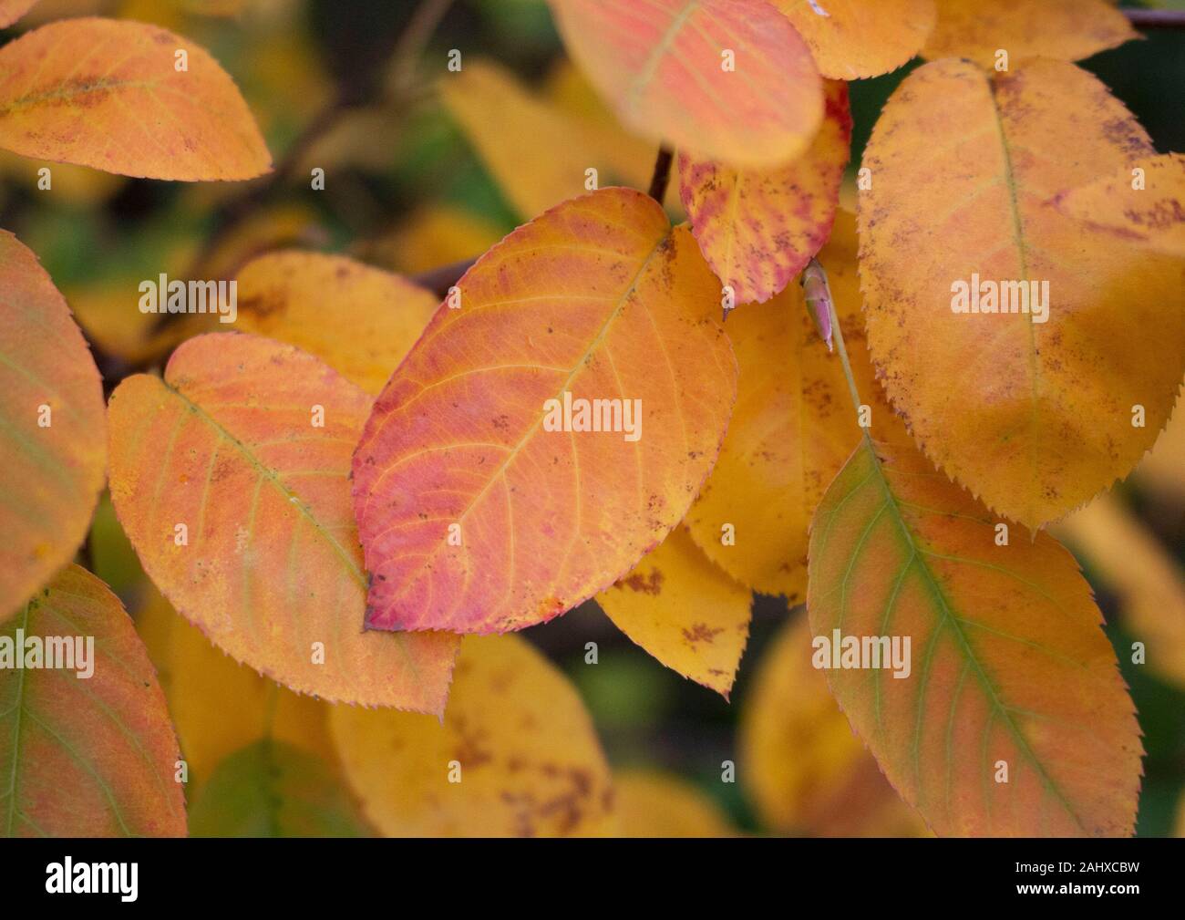 Multiple colors hi-res stock photography and images - Alamy