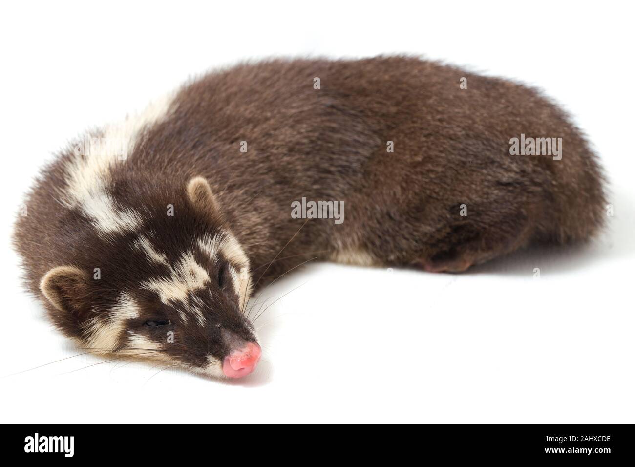 The Javan ferret-badger (Melogale orientalis) is a mustelid endemic to ...
