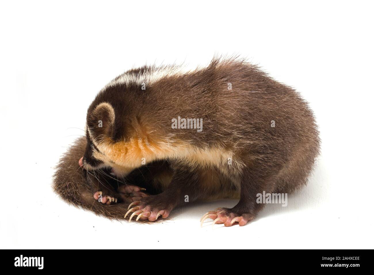 The Javan ferret-badger (Melogale orientalis) is a mustelid endemic to ...