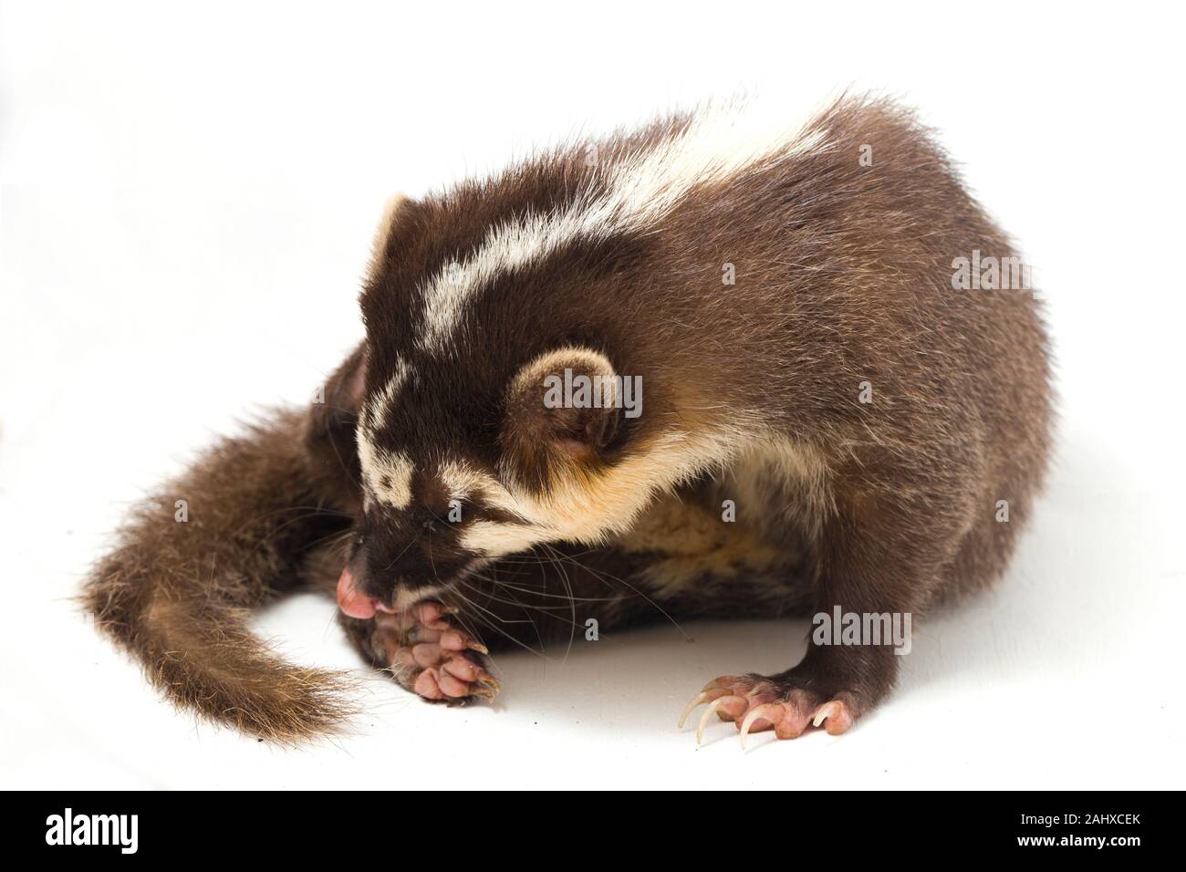 The Javan ferret-badger (Melogale orientalis) is a mustelid endemic to ...