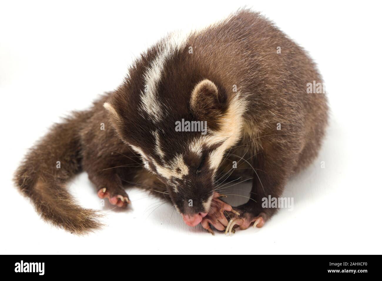 The Javan ferret-badger (Melogale orientalis) is a mustelid endemic to ...