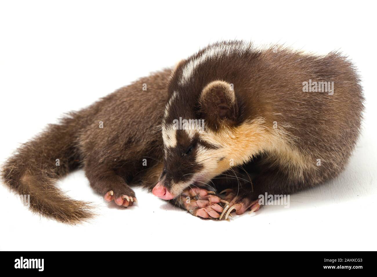 The Javan ferret-badger (Melogale orientalis) is a mustelid endemic to ...