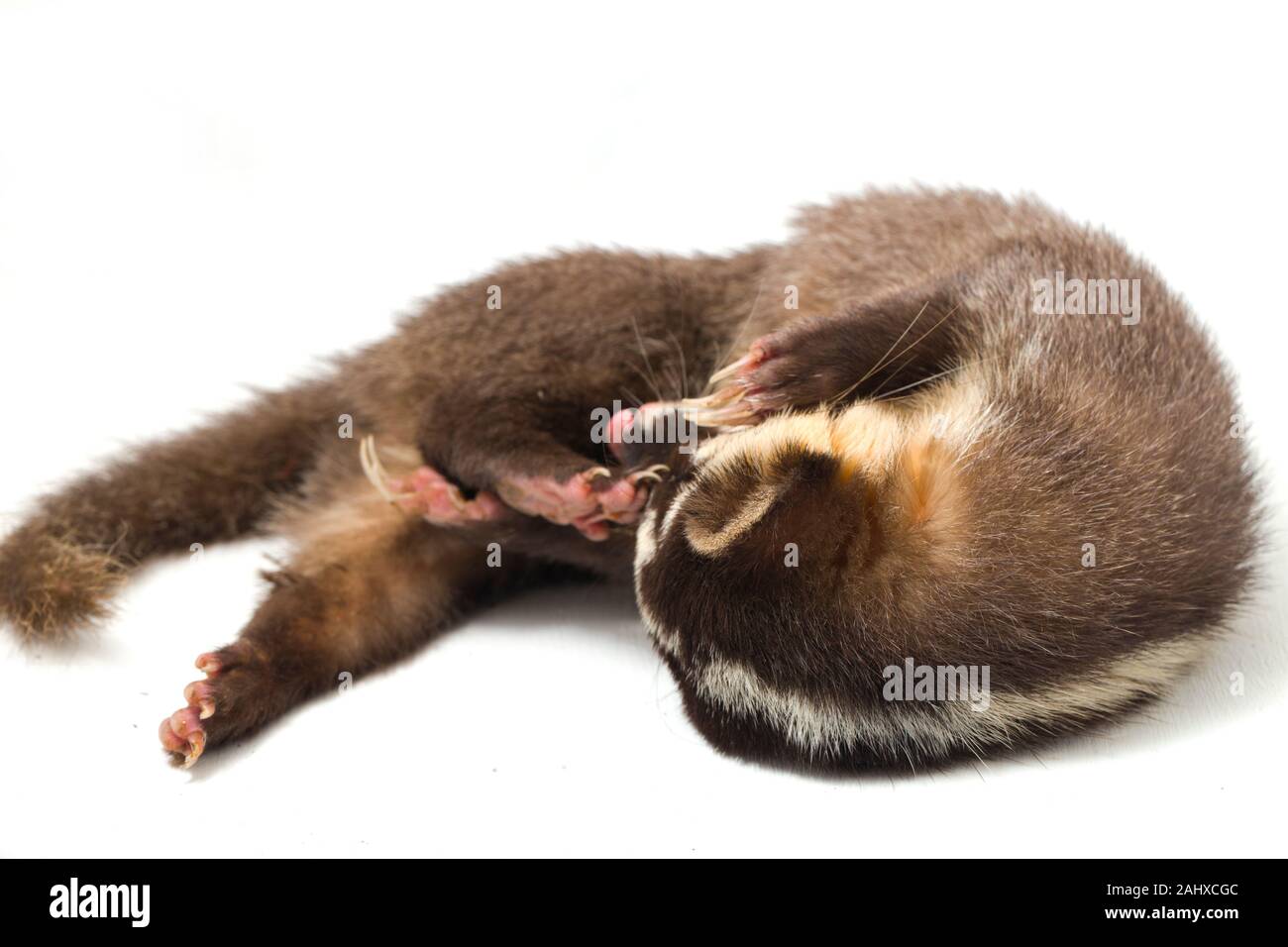 The Javan ferret-badger (Melogale orientalis) is a mustelid endemic to ...