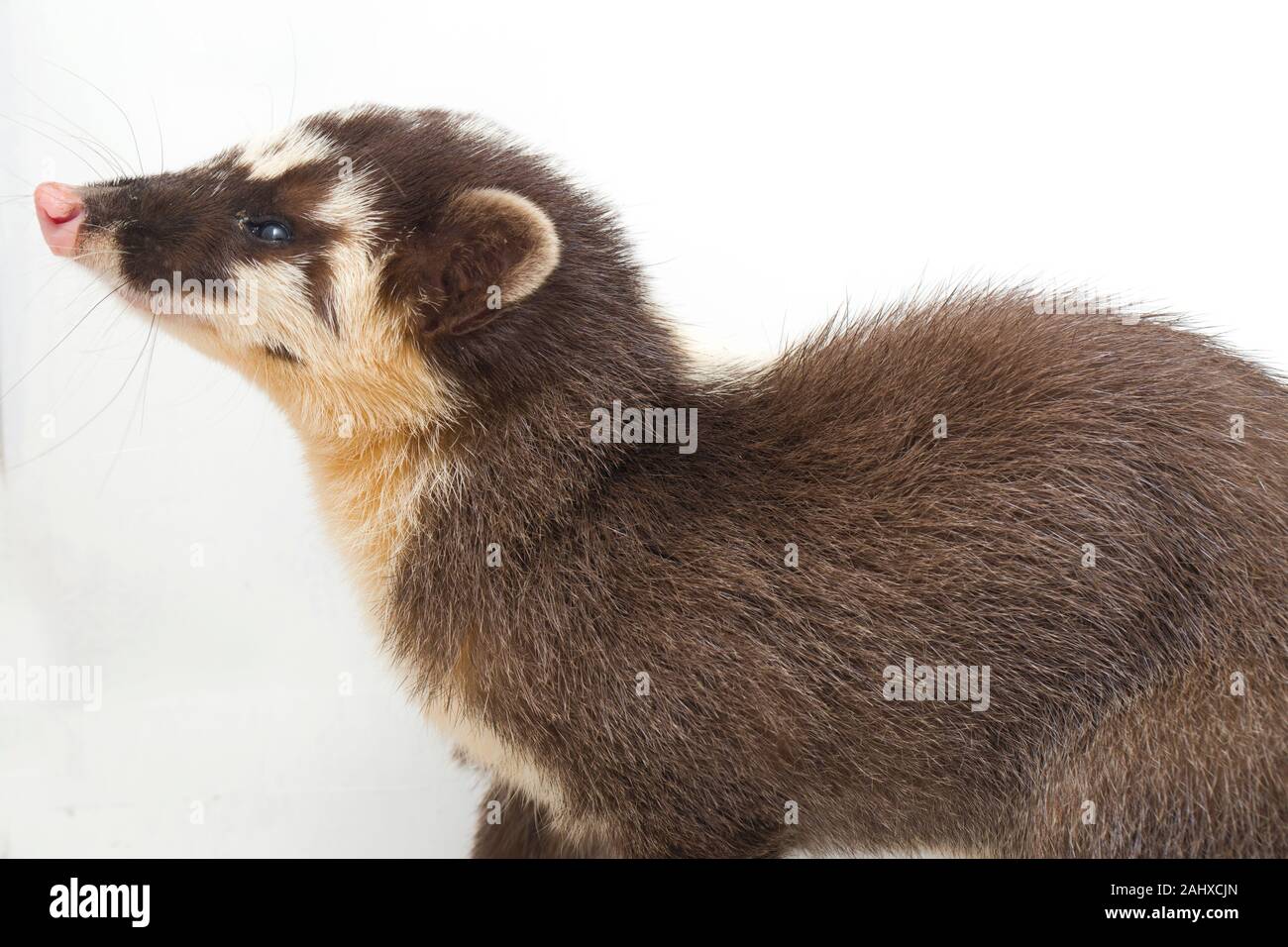 The Javan ferret-badger (Melogale orientalis) is a mustelid endemic to ...