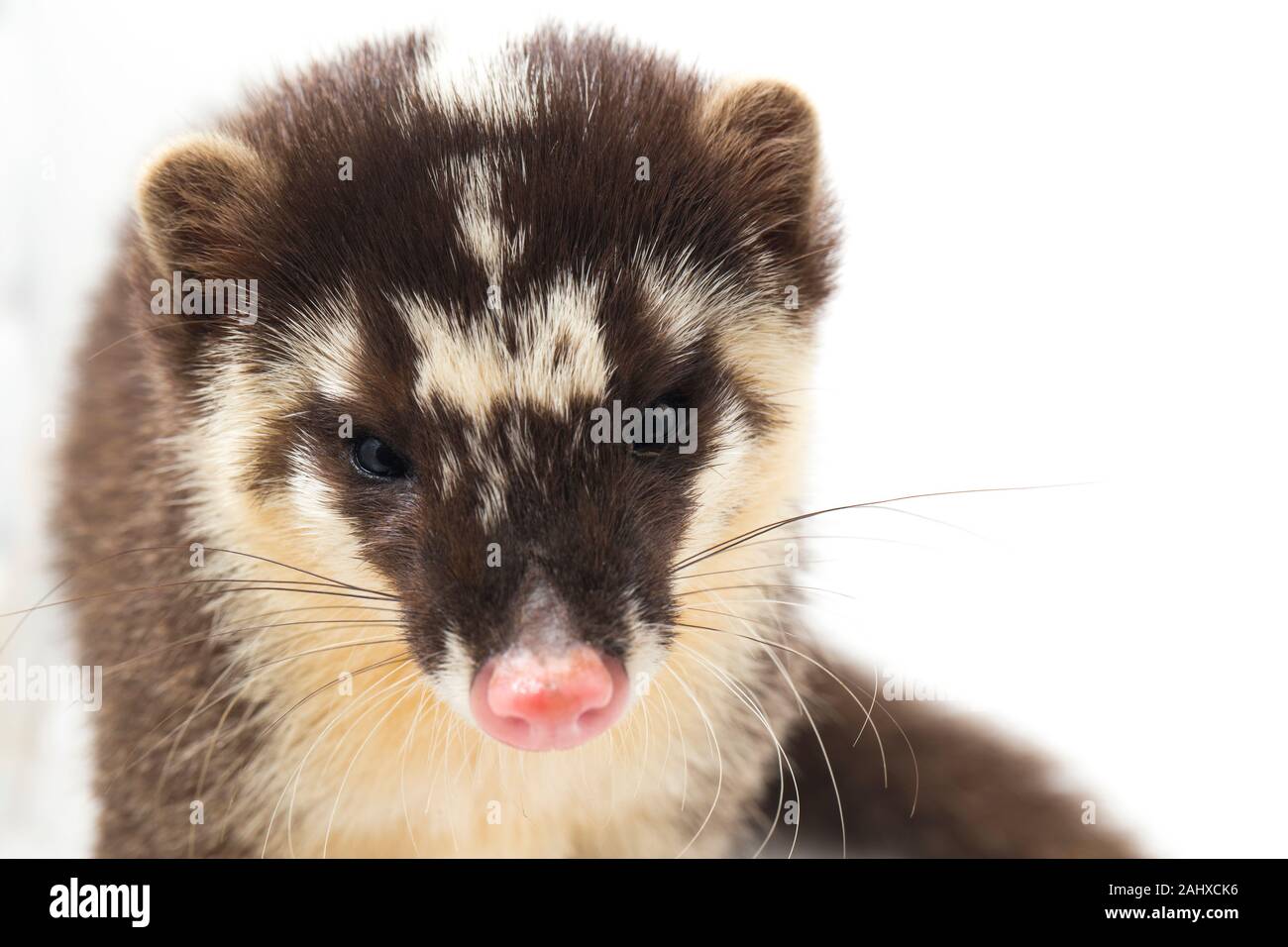 The Javan ferret-badger (Melogale orientalis) is a mustelid endemic to ...