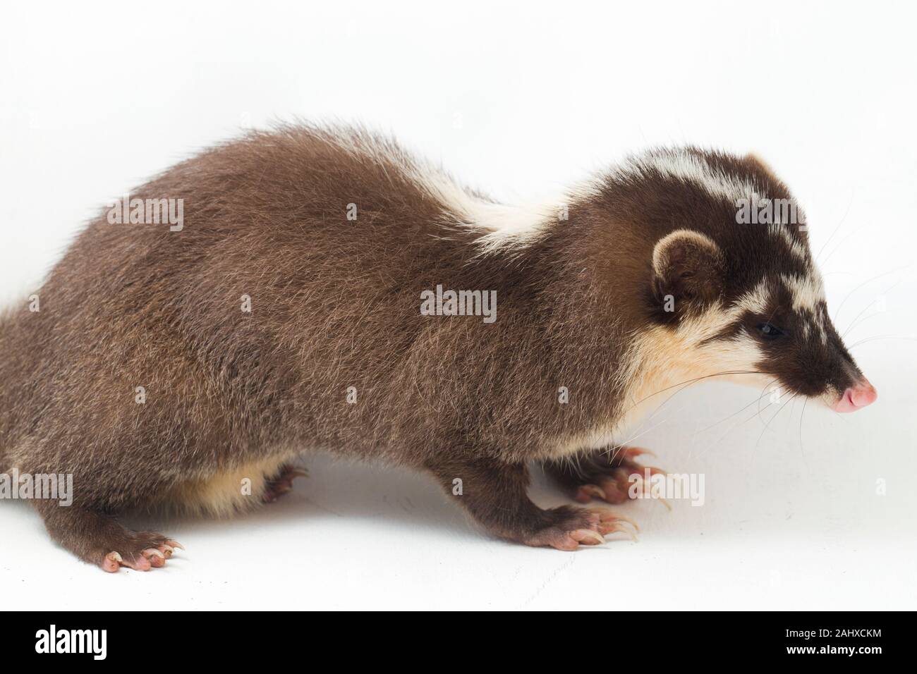 The Javan ferret-badger (Melogale orientalis) is a mustelid endemic to ...