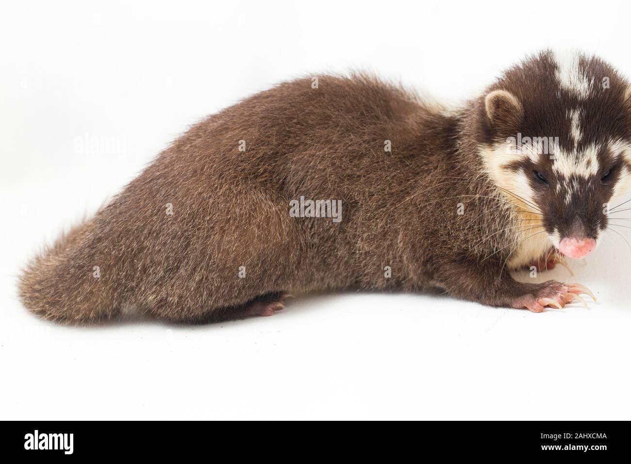 The Javan ferret-badger (Melogale orientalis) is a mustelid endemic to ...
