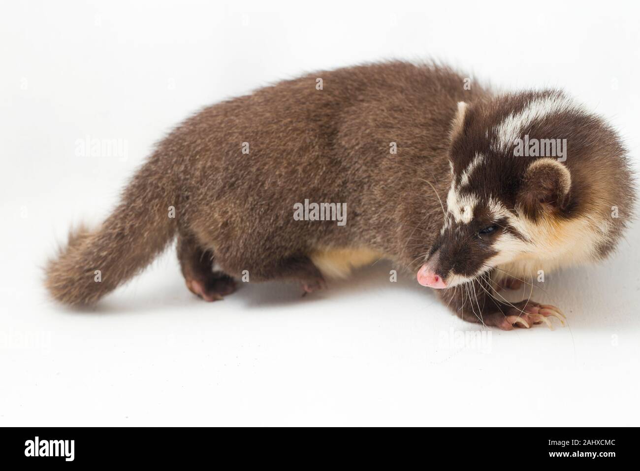 The Javan ferret-badger (Melogale orientalis) is a mustelid endemic to ...