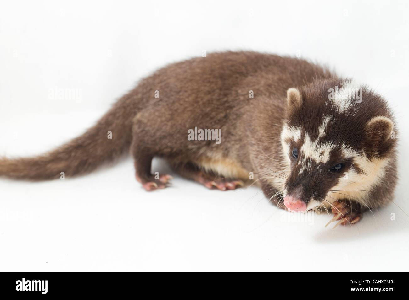 The Javan ferret-badger (Melogale orientalis) is a mustelid endemic to ...