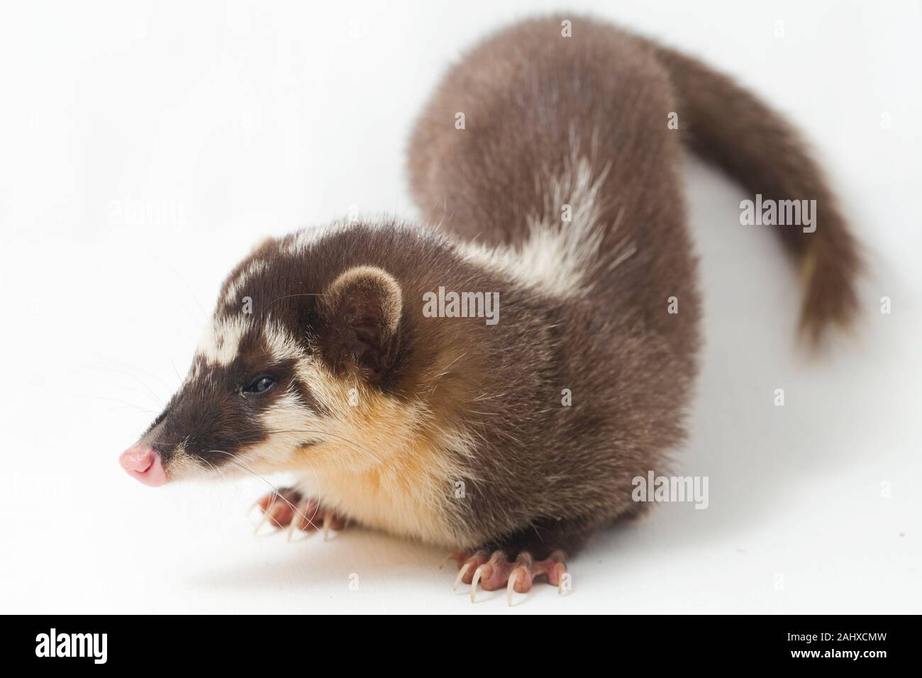 The Javan ferret-badger (Melogale orientalis) is a mustelid endemic to ...