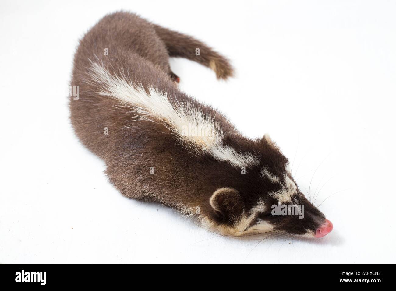 The Javan ferret-badger (Melogale orientalis) is a mustelid endemic to ...