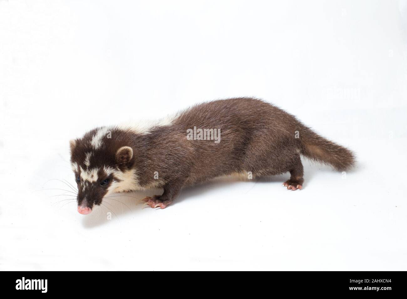The Javan ferret-badger (Melogale orientalis) is a mustelid endemic to ...