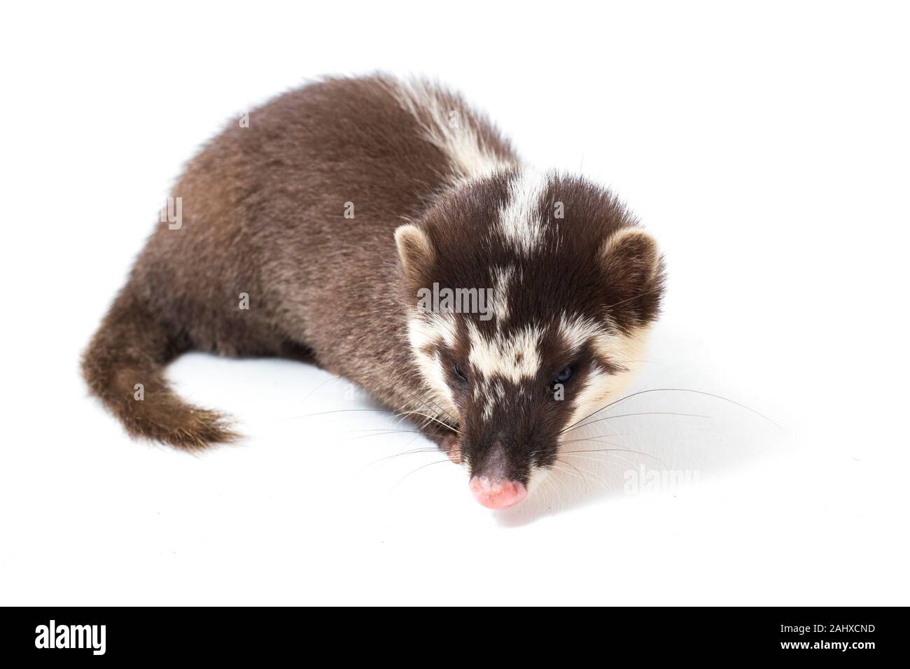 The Javan ferret-badger (Melogale orientalis) is a mustelid endemic to ...