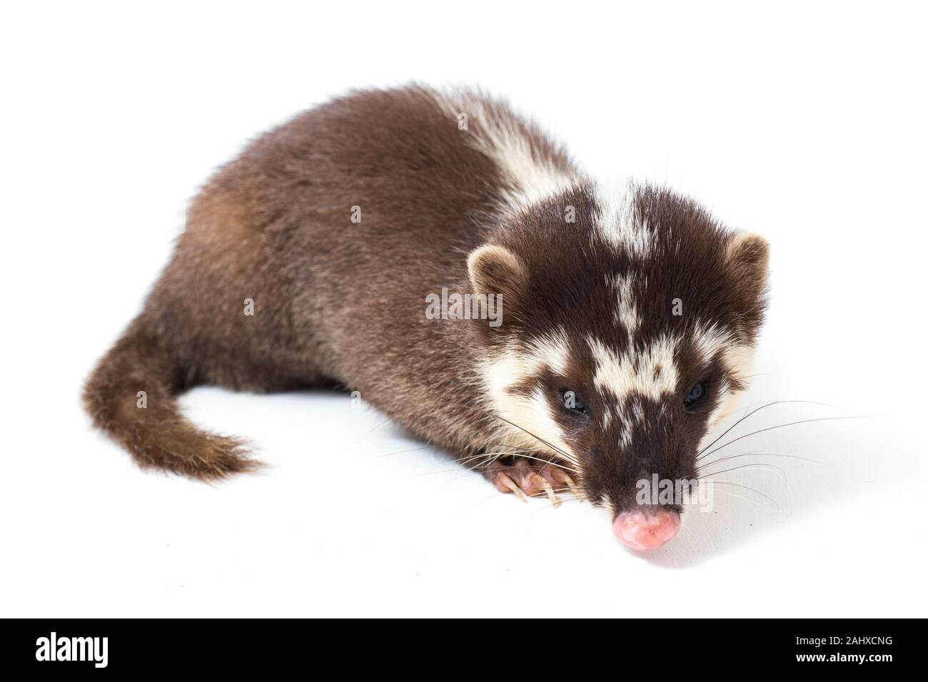 The Javan ferret-badger (Melogale orientalis) is a mustelid endemic to ...