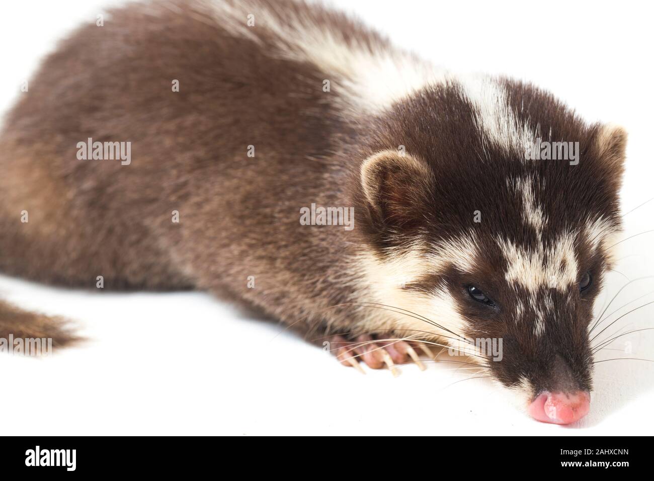 The Javan ferret-badger (Melogale orientalis) is a mustelid endemic to ...
