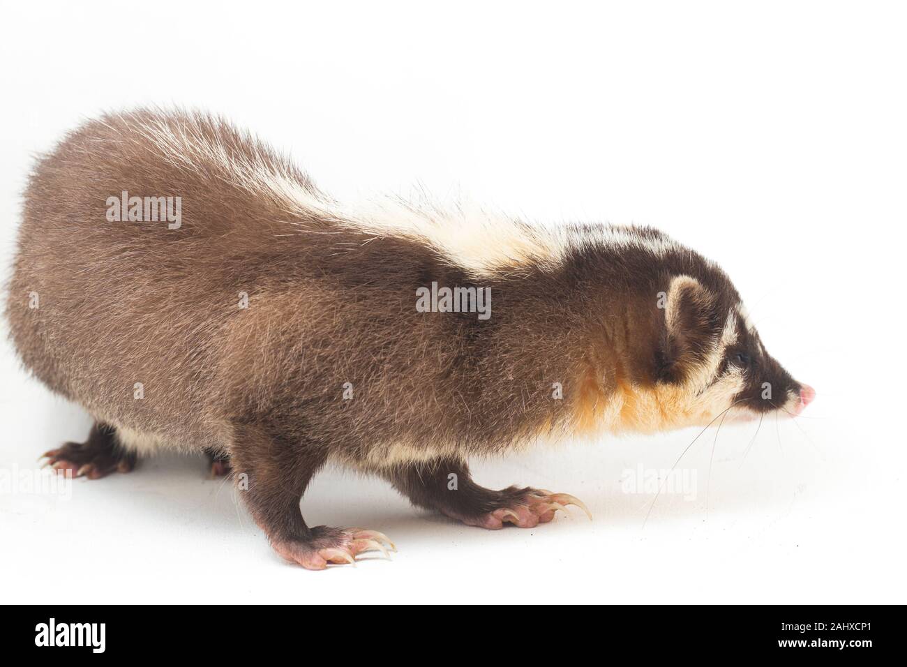 The Javan ferret-badger (Melogale orientalis) is a mustelid endemic to ...