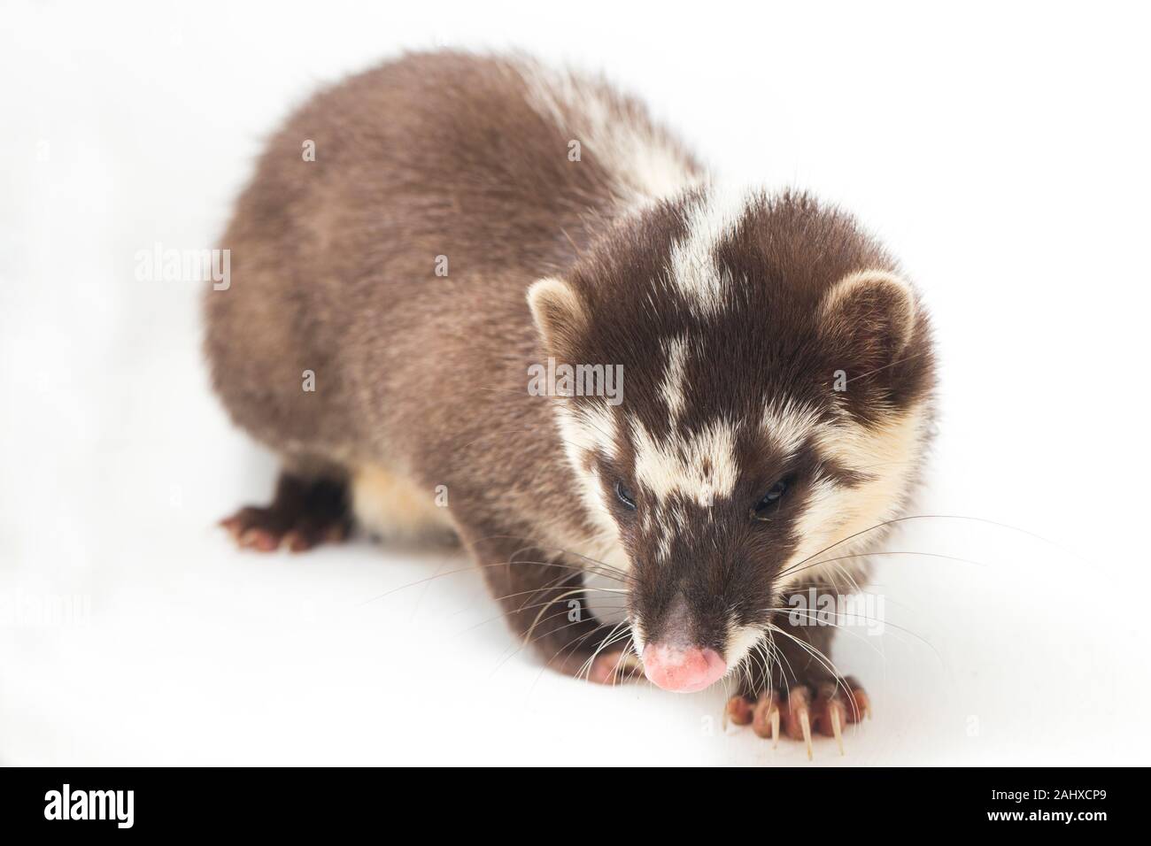 The Javan ferret-badger (Melogale orientalis) is a mustelid endemic to ...