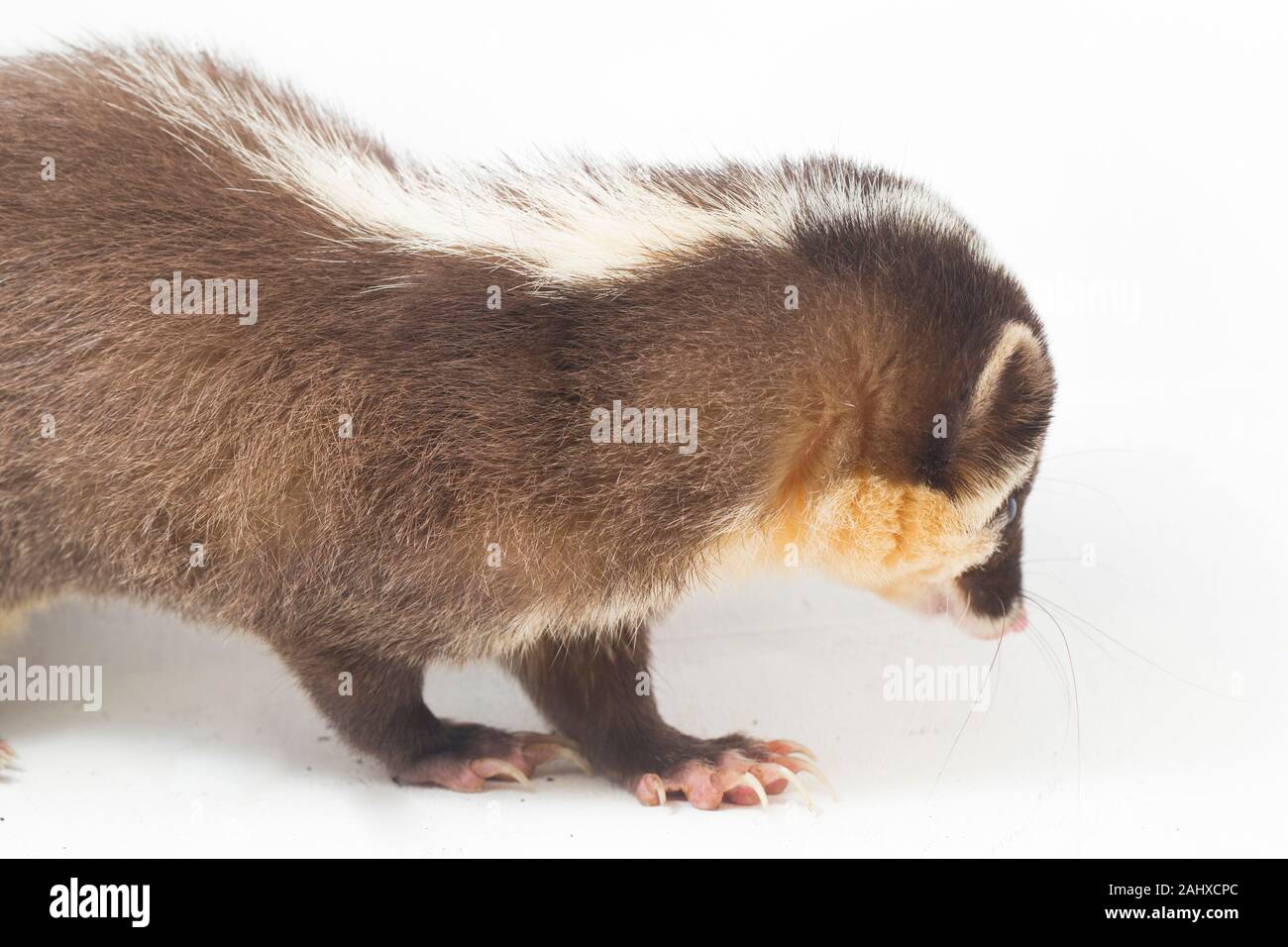 The Javan ferret-badger (Melogale orientalis) is a mustelid endemic to ...