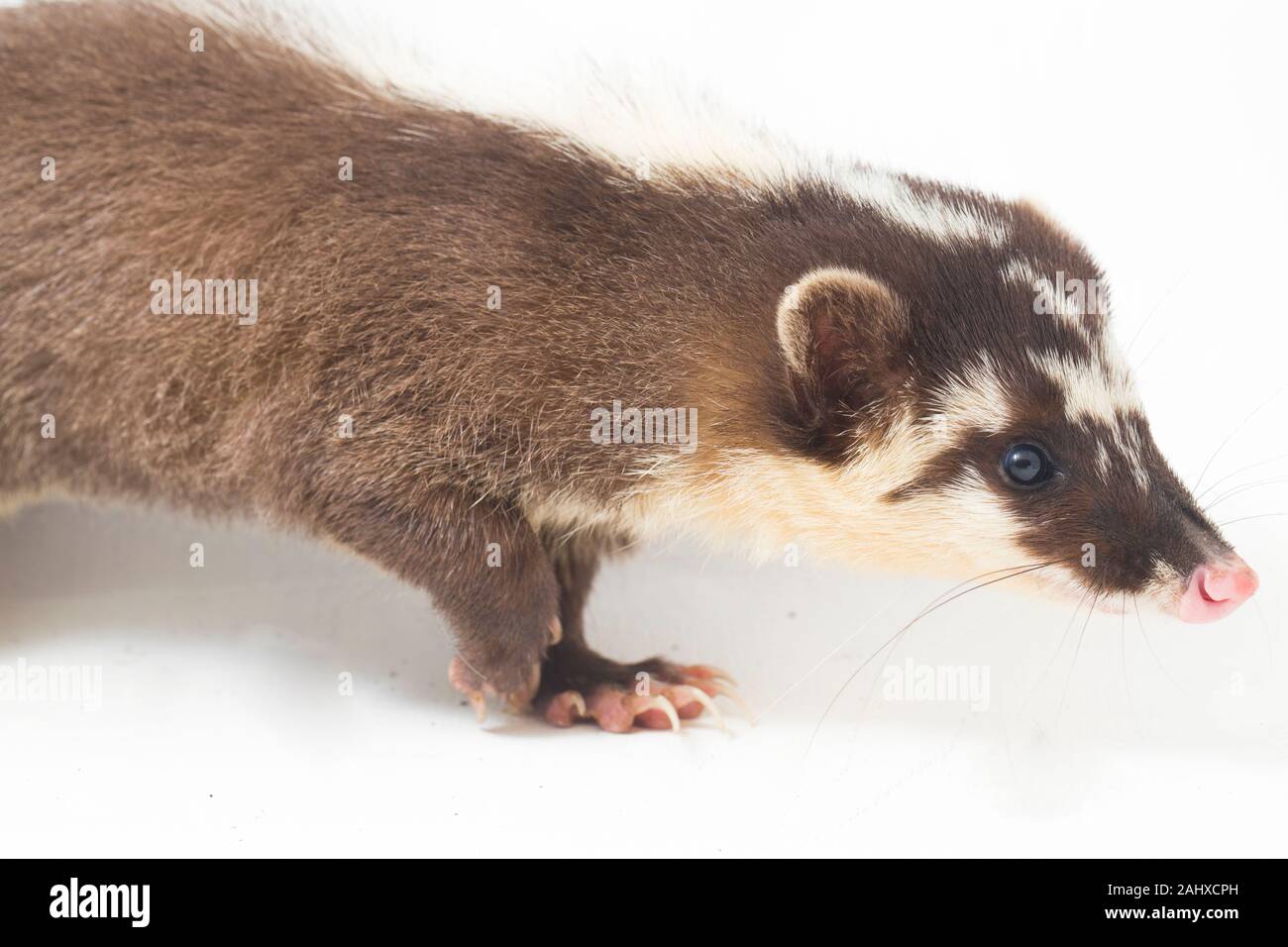 The Javan ferret-badger (Melogale orientalis) is a mustelid endemic to ...