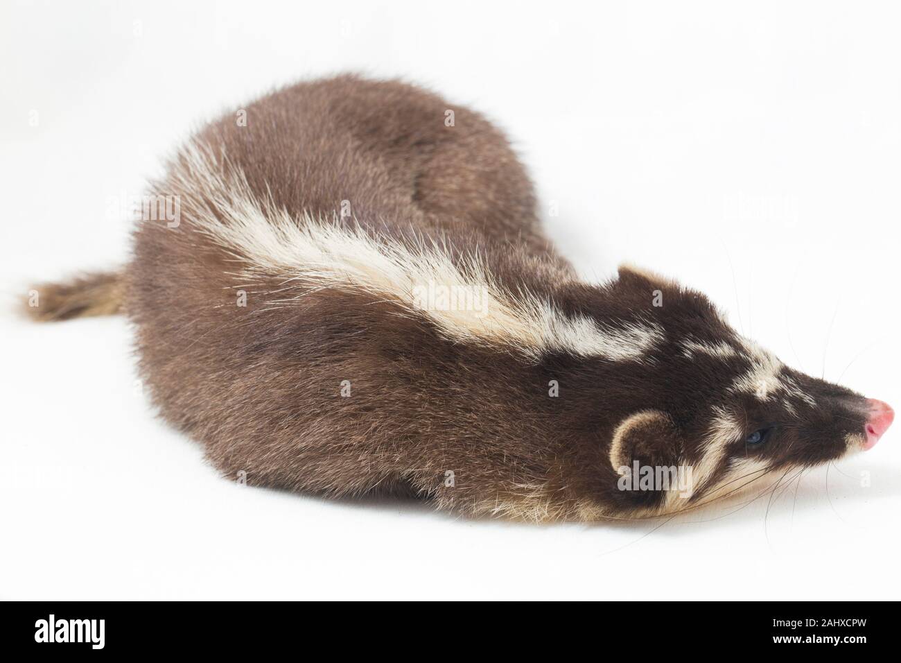 The Javan ferret-badger (Melogale orientalis) is a mustelid endemic to ...