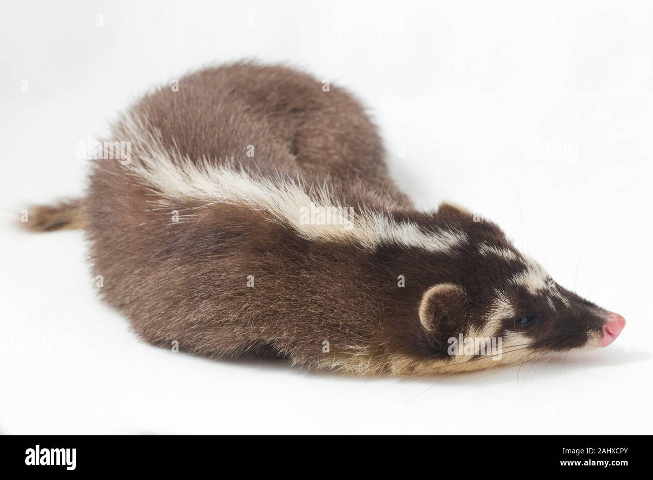 The Javan ferret-badger (Melogale orientalis) is a mustelid endemic to ...