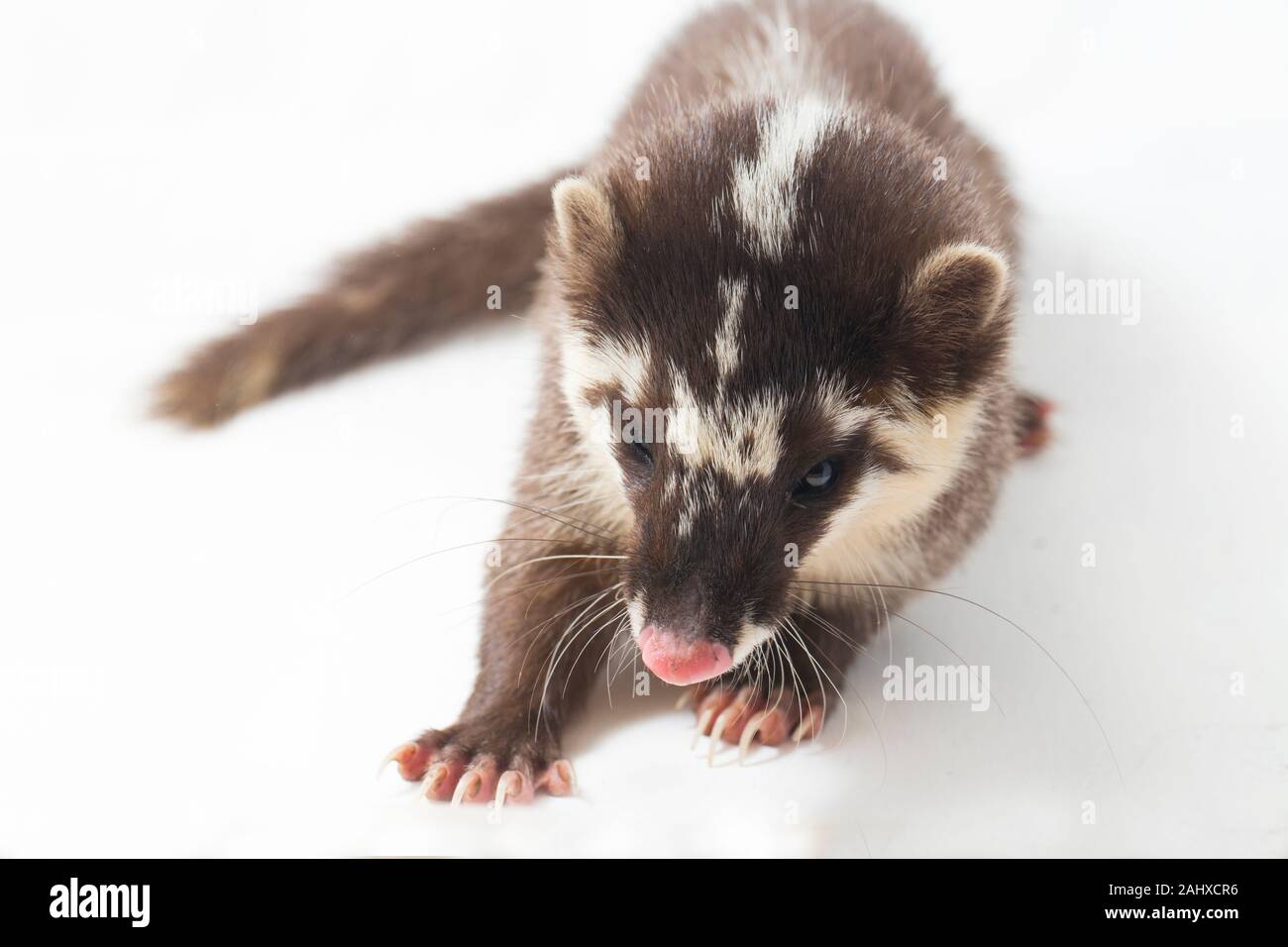 Melogale hi-res stock photography and images - Alamy