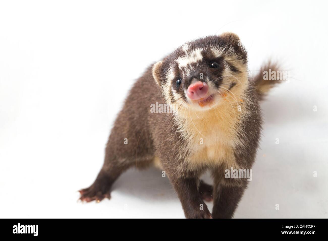The Javan ferret-badger (Melogale orientalis) is a mustelid endemic to ...