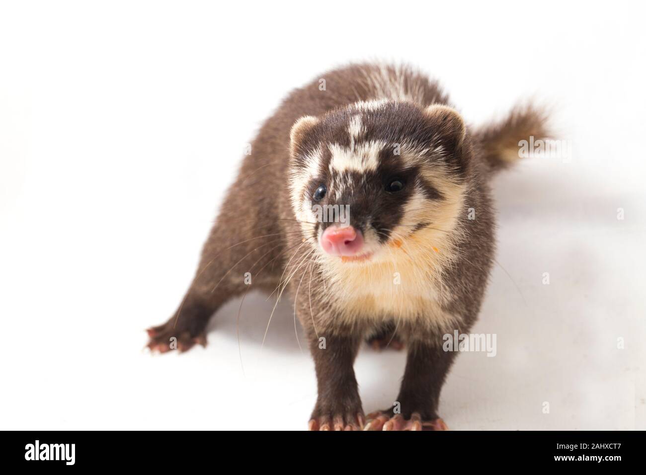 The Javan ferret-badger (Melogale orientalis) is a mustelid endemic to ...