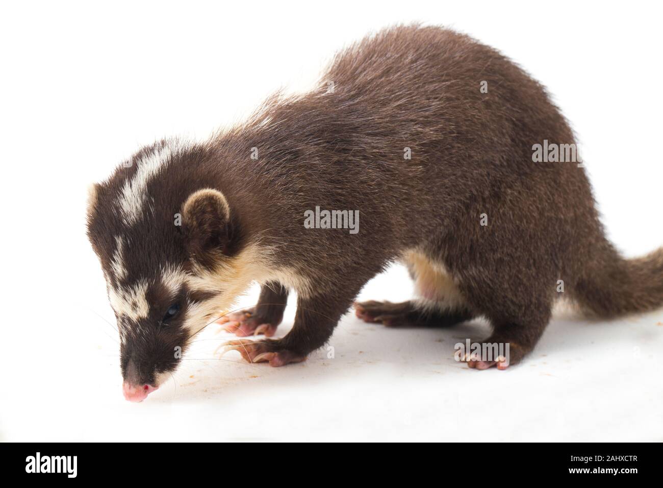 The Javan ferret-badger (Melogale orientalis) is a mustelid endemic to ...