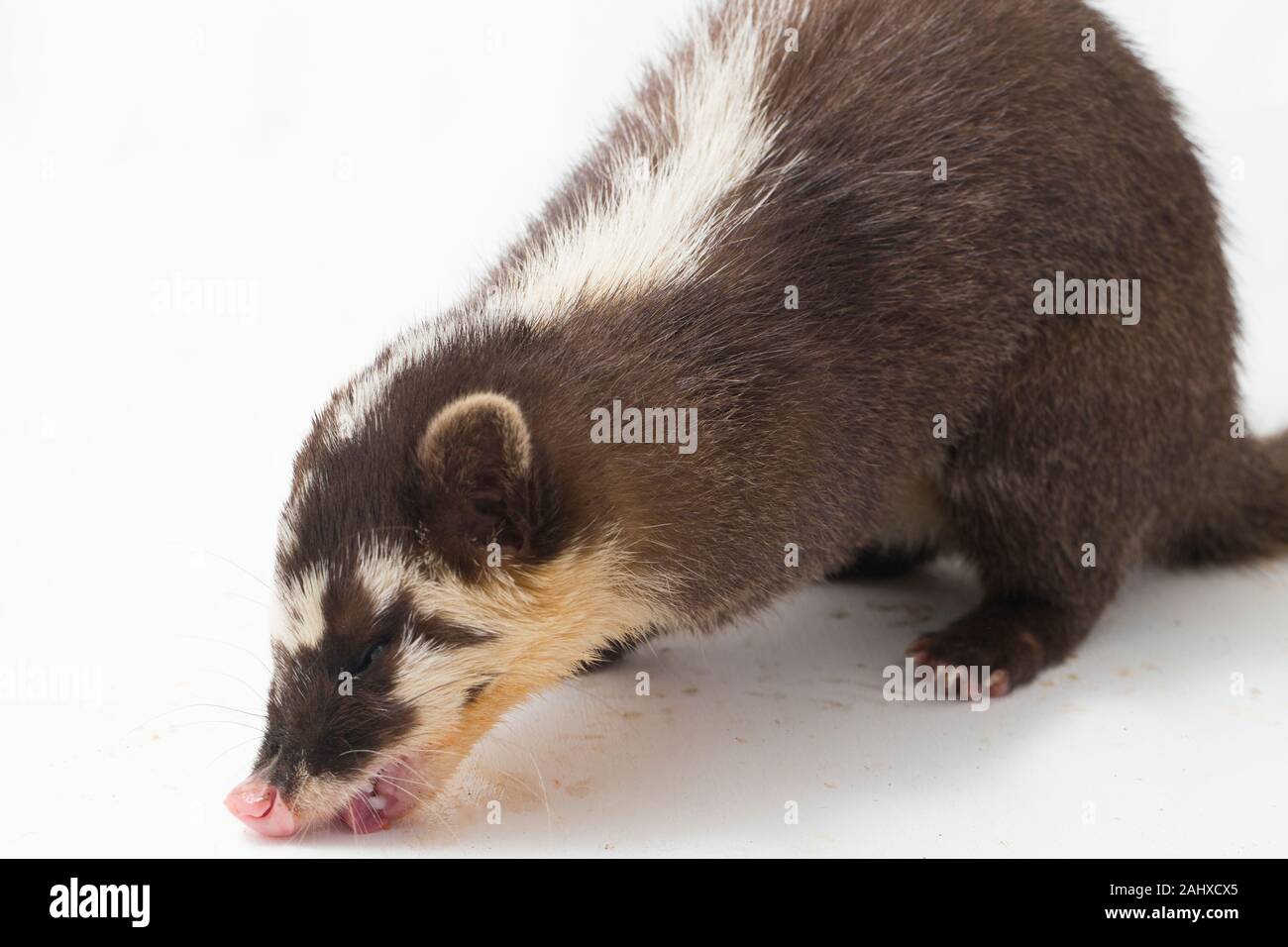 Melogale hi-res stock photography and images - Alamy