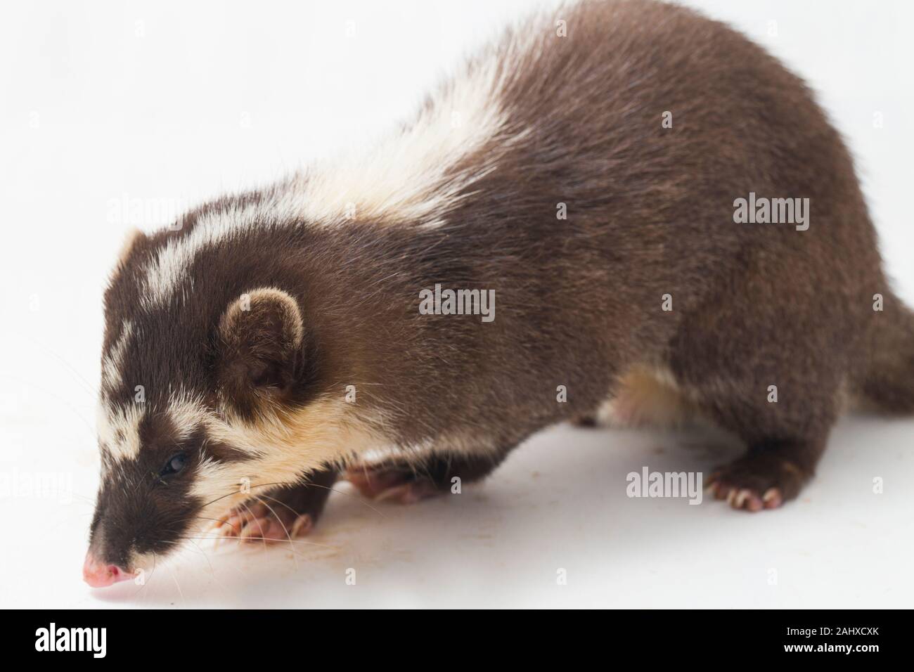 The Javan ferret-badger (Melogale orientalis) is a mustelid endemic to ...