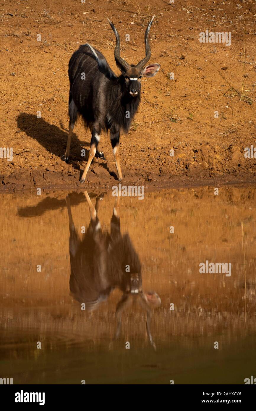 Nyala bull drinking, Tragelaphus angasi, Phinda Game Reserve Stock ...