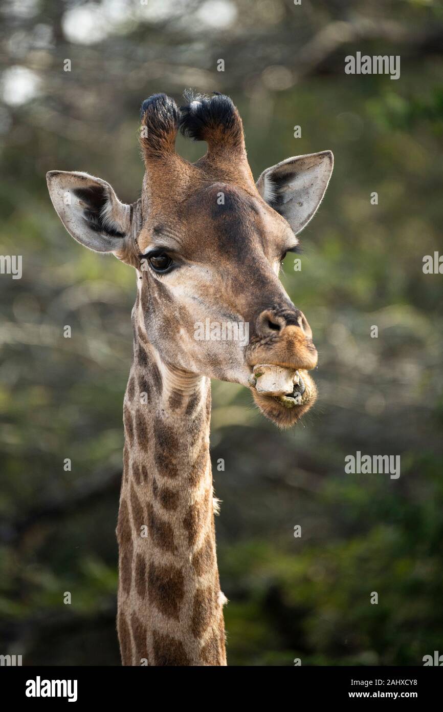 Giraffe bone hi-res stock photography and images - Alamy