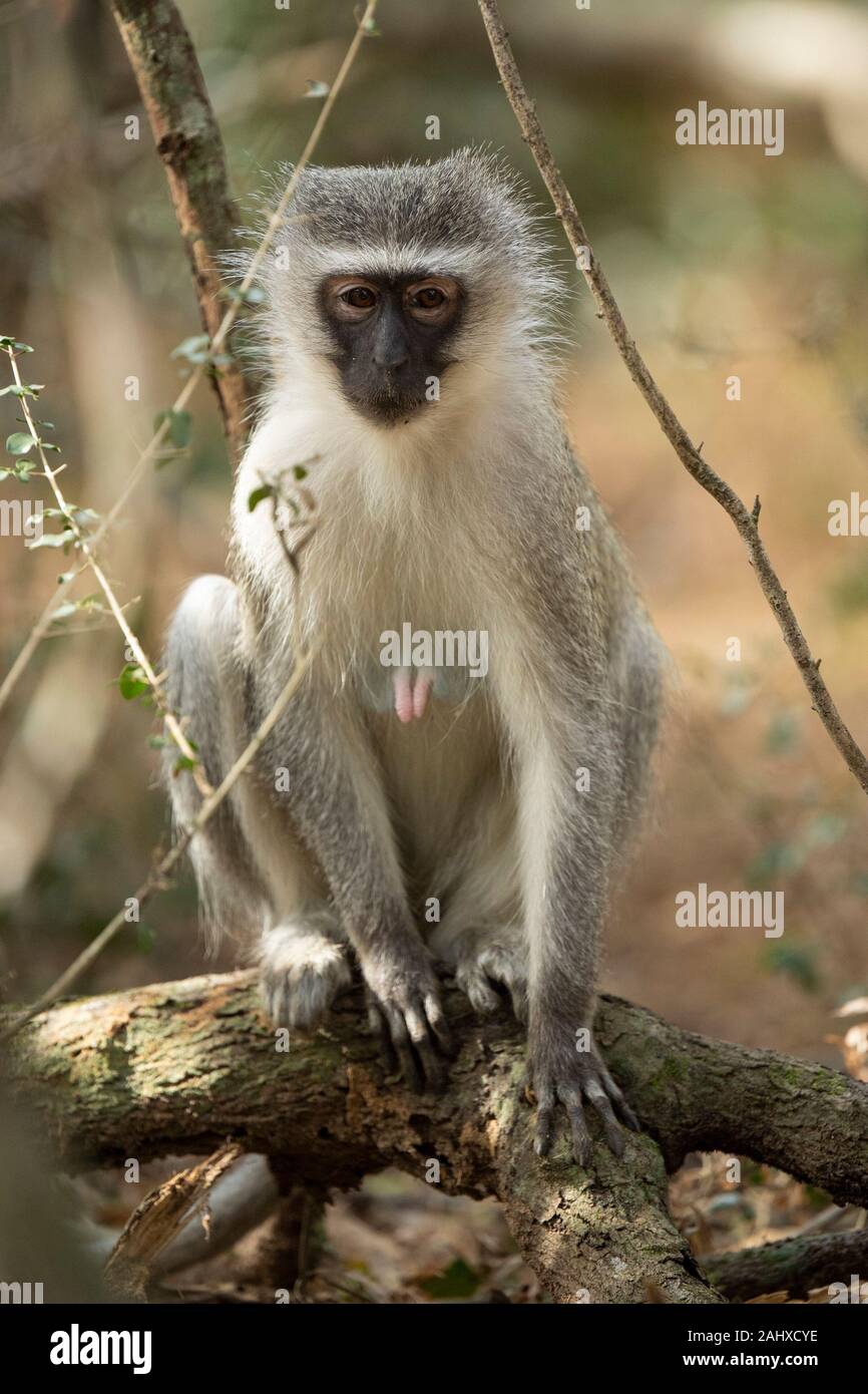 Vervet monkey, Cercopithecus aethiops, Phinda Game Reserve Stock Photo ...