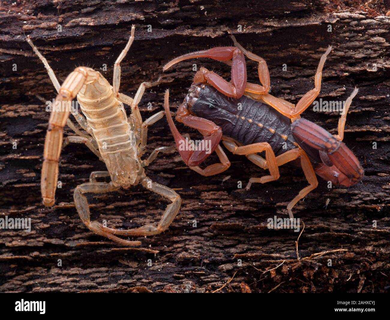Brown bark scorpion hi-res stock photography and images - Alamy