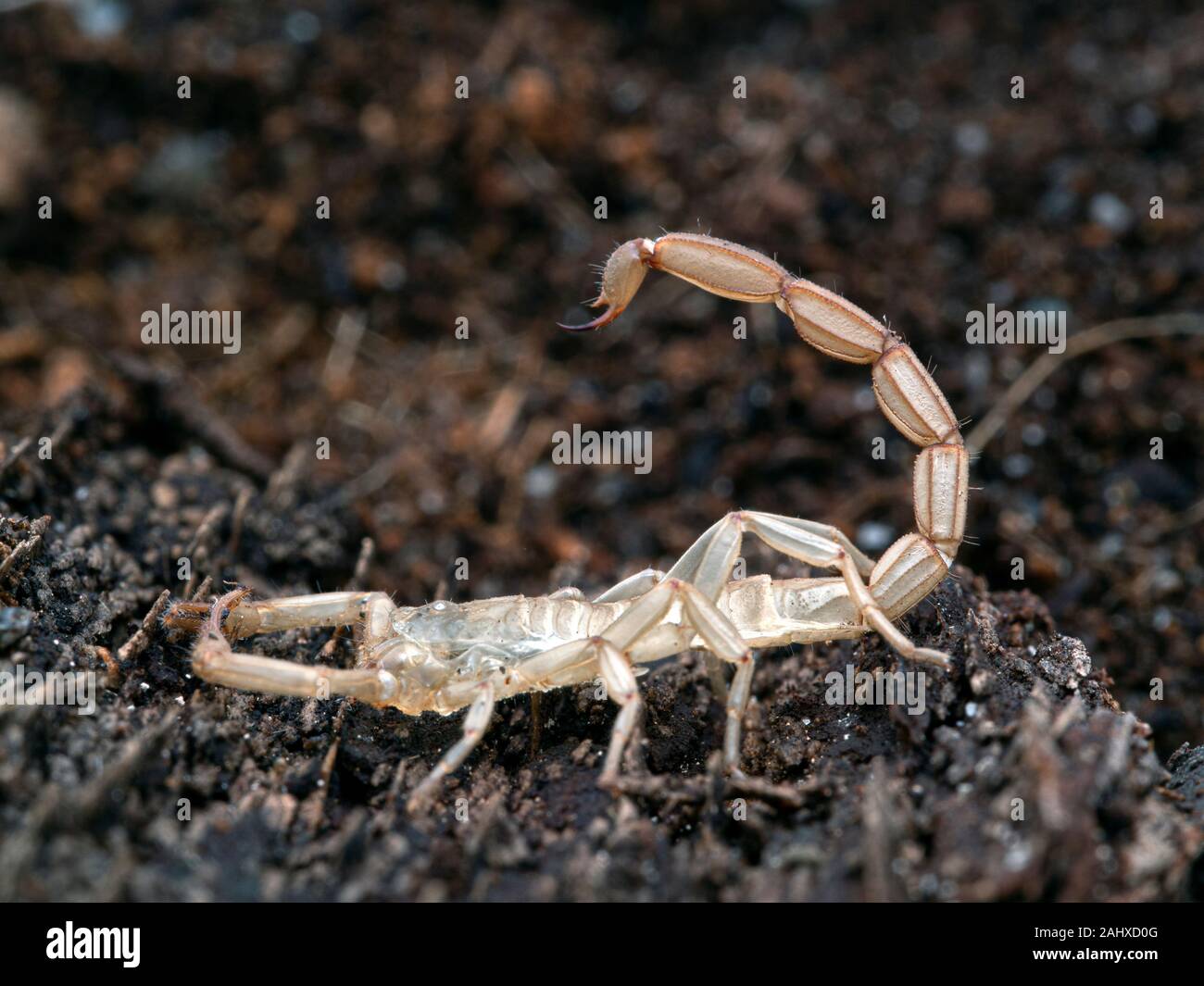 shed skin from a juvenile brown bark scorpion, Centruroides gracilis ...