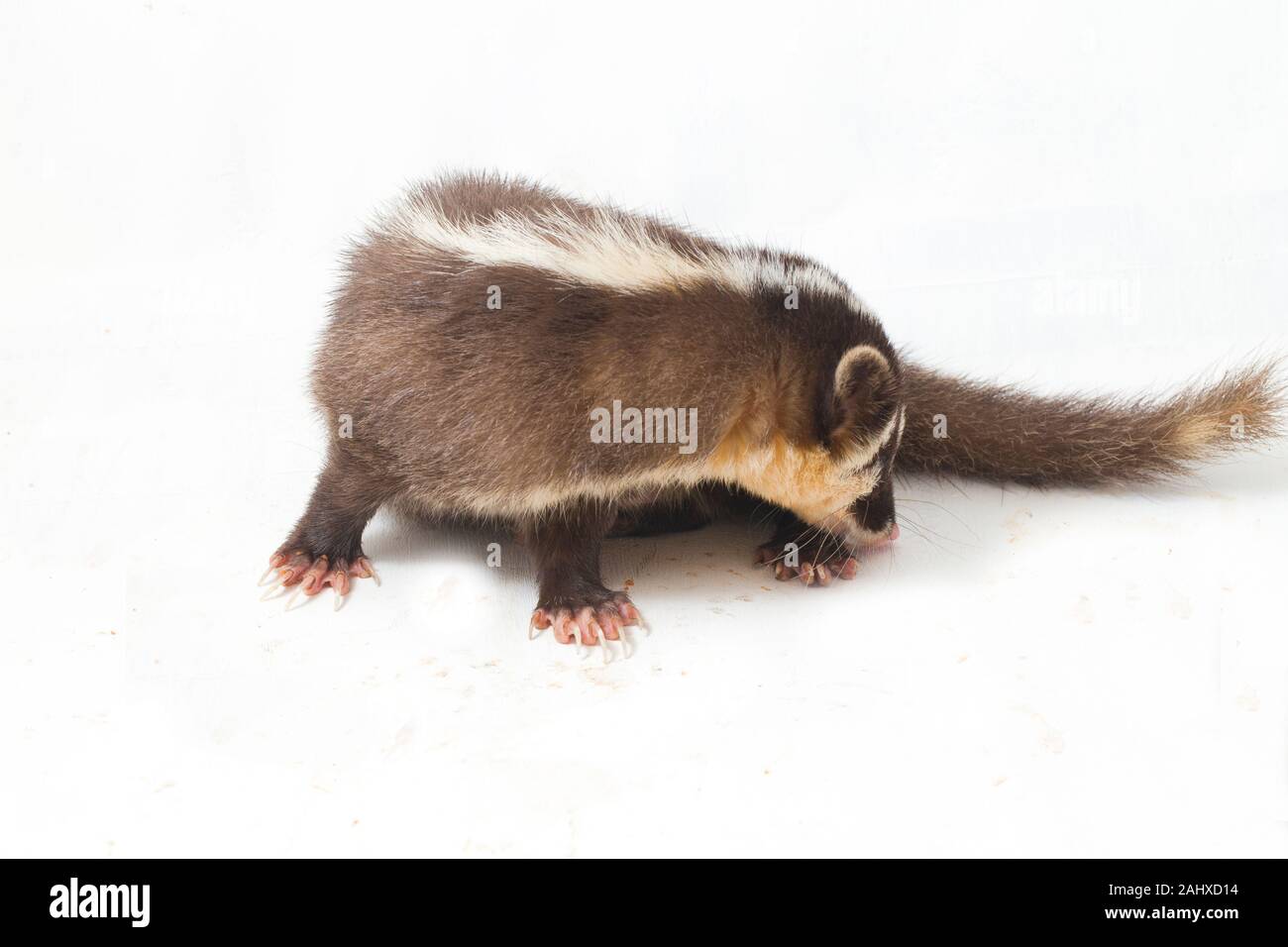 The Javan ferret-badger (Melogale orientalis) is a mustelid endemic to ...