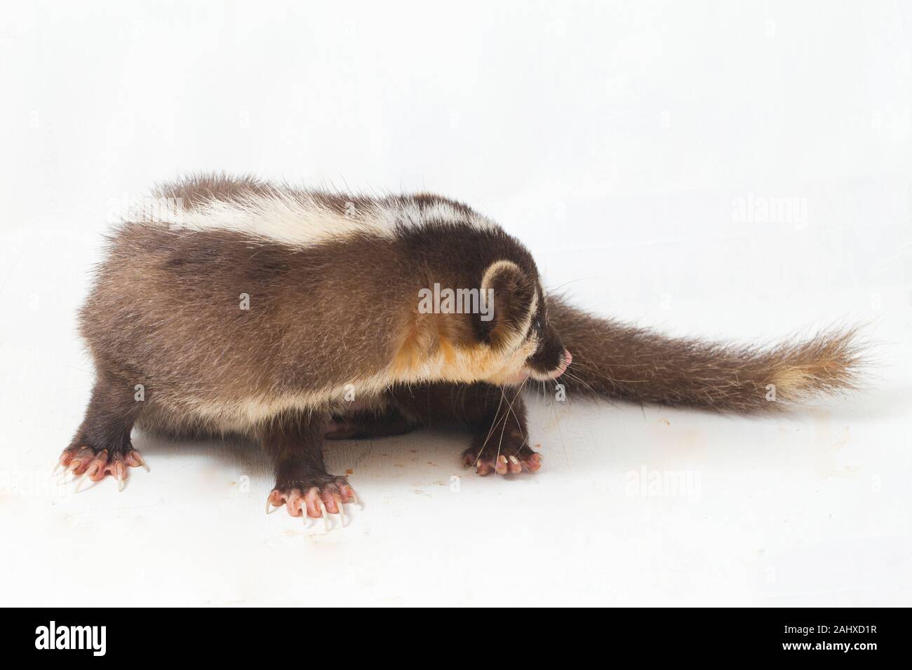 Melogale hi-res stock photography and images - Alamy
