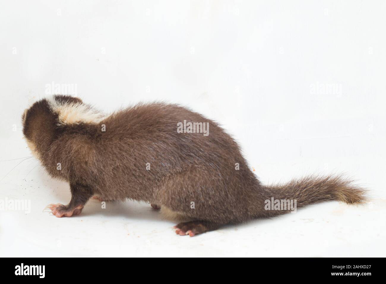 The Javan ferret-badger (Melogale orientalis) is a mustelid endemic to ...