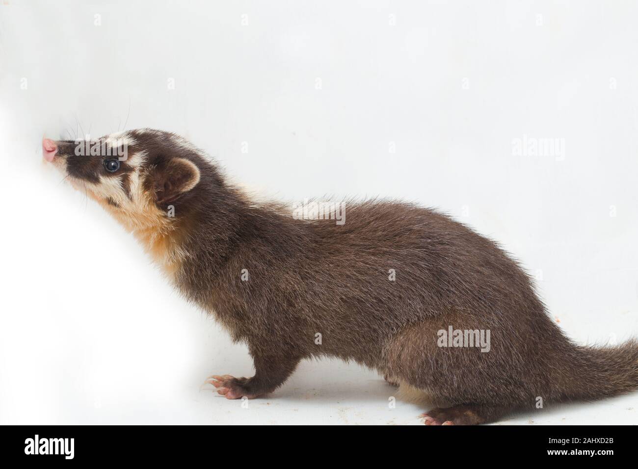The Javan ferret-badger (Melogale orientalis) is a mustelid endemic to ...