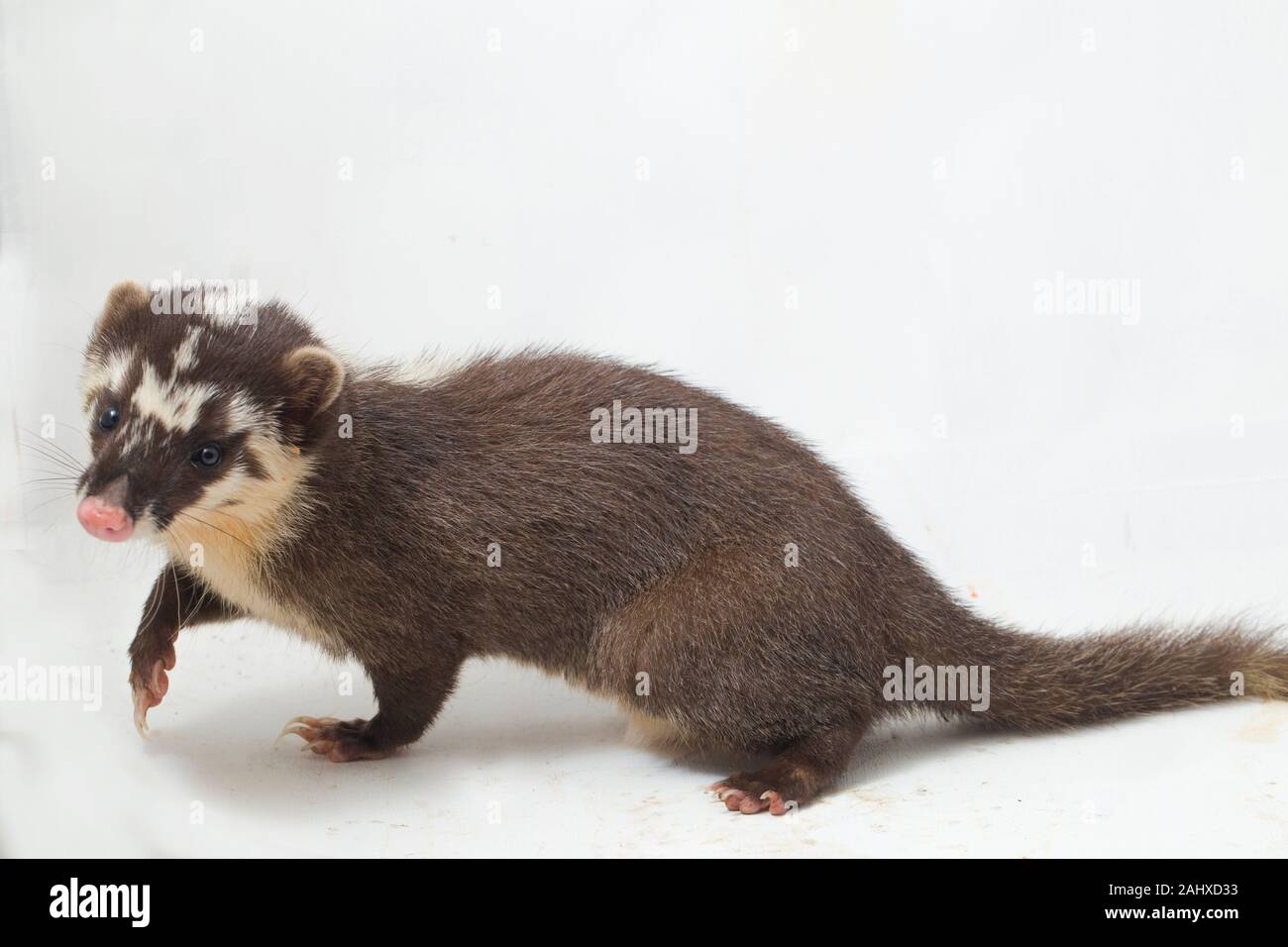 The Javan ferret-badger (Melogale orientalis) is a mustelid endemic to ...