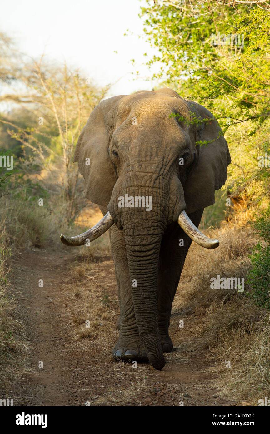 African elephant bull, Loxodonta africana africana, Manyoni Game ...