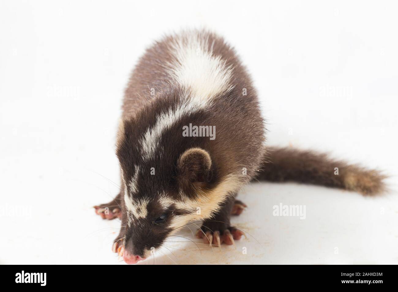The Javan ferret-badger (Melogale orientalis) is a mustelid endemic to ...