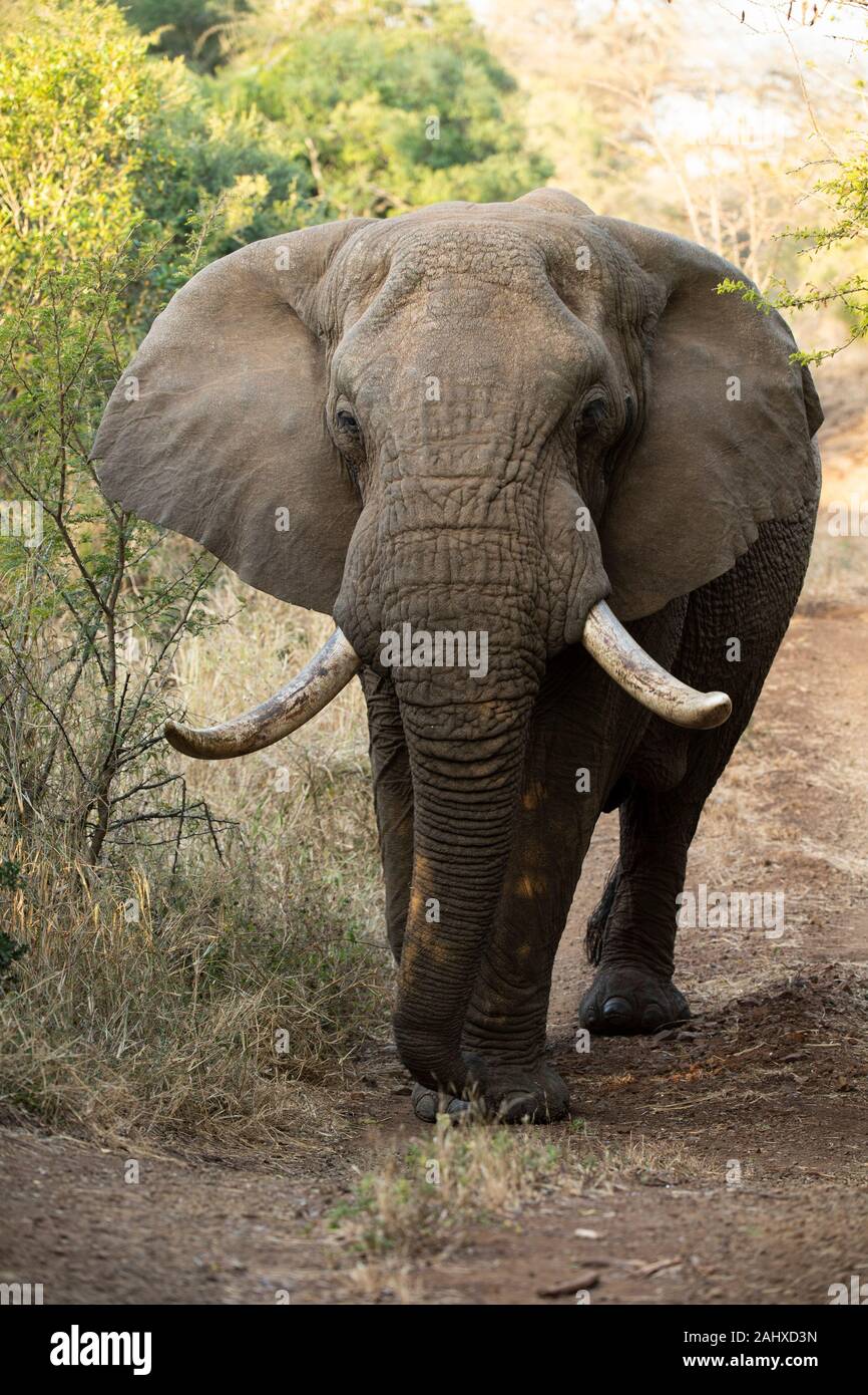 African elephant bull, Loxodonta africana africana, Manyoni Game ...
