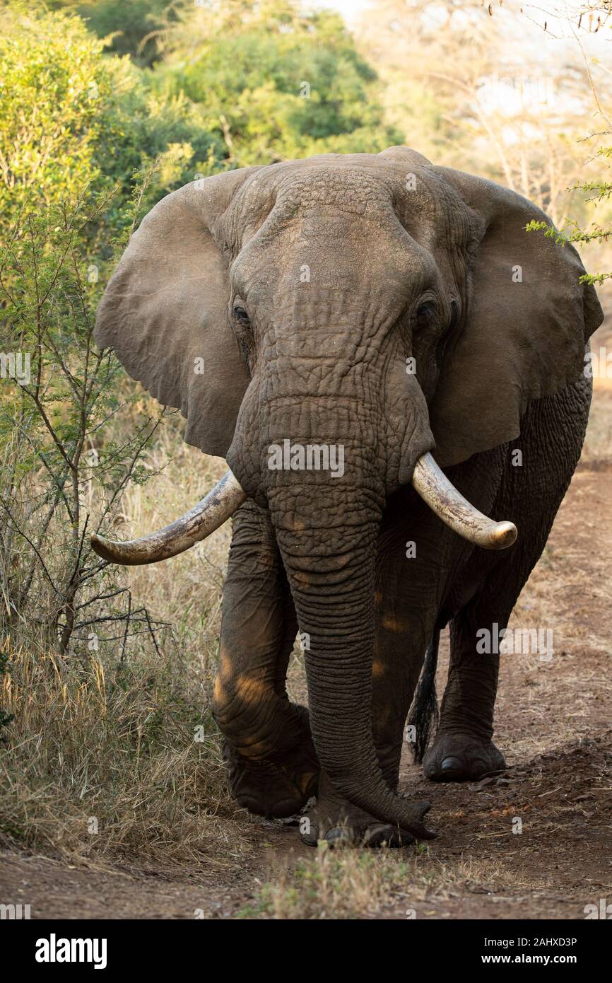 African elephant bull, Loxodonta africana africana, Manyoni Game ...