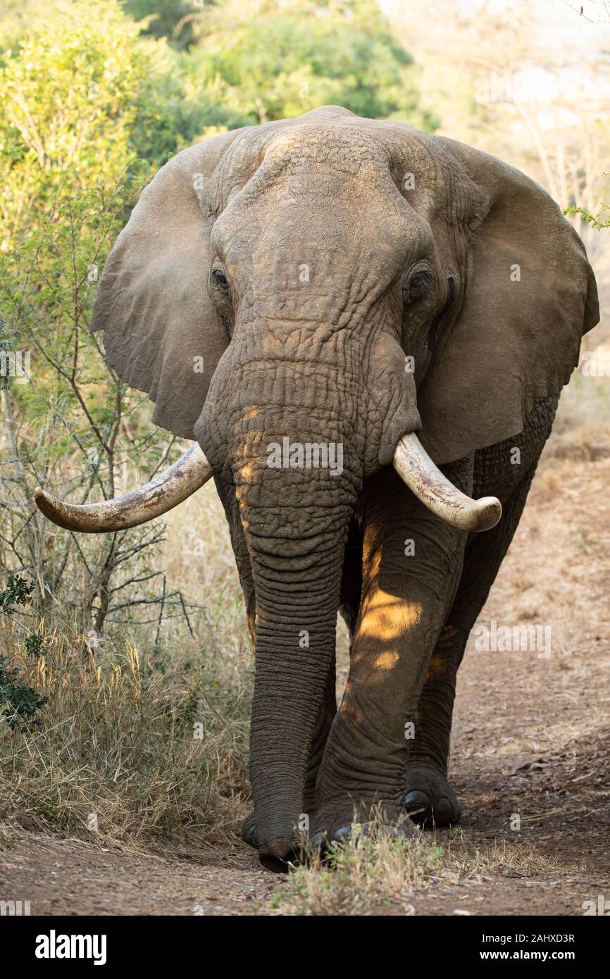 African elephant bull, Loxodonta africana africana, Manyoni Game ...